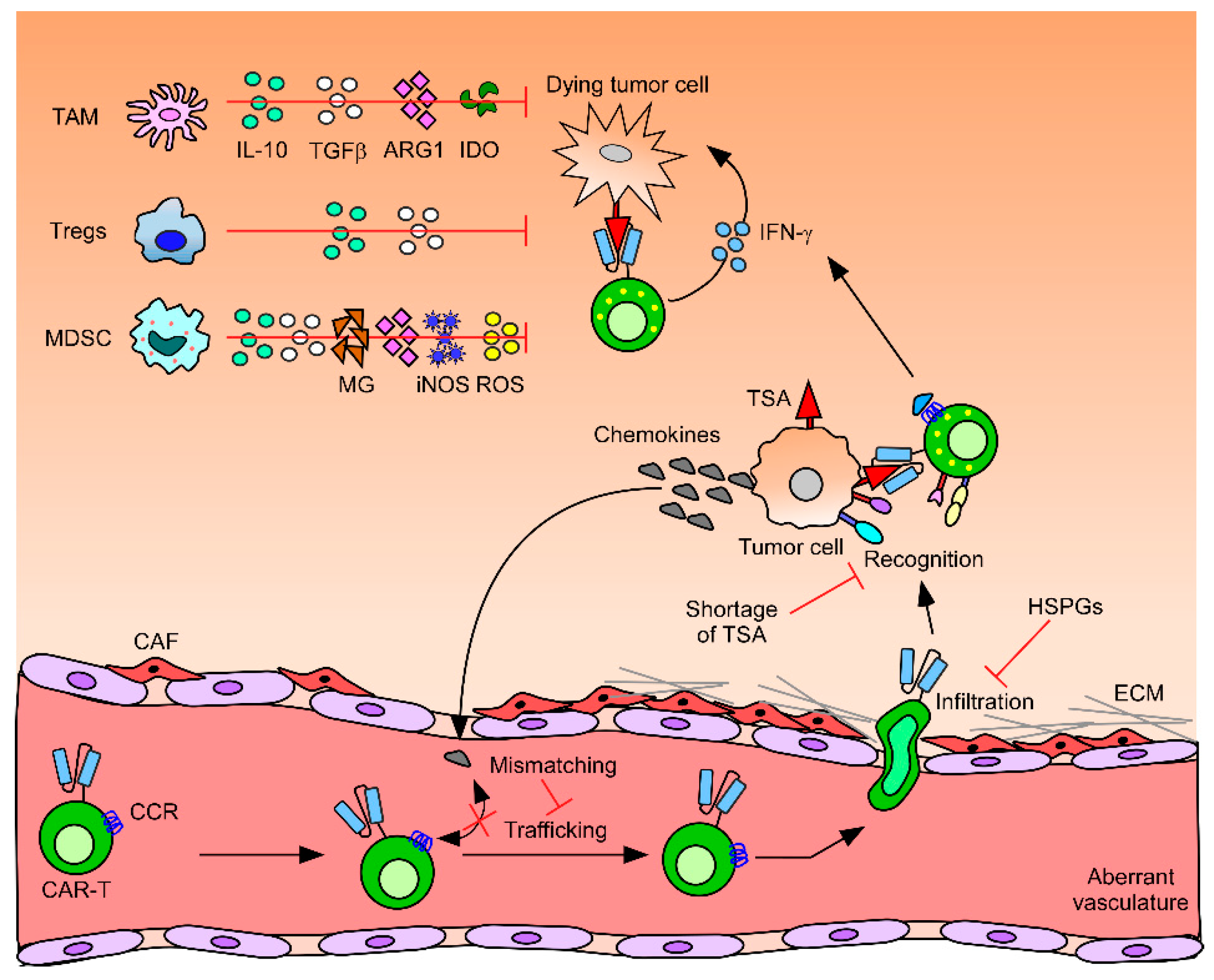 Lung Cancer Metastasis To Brain