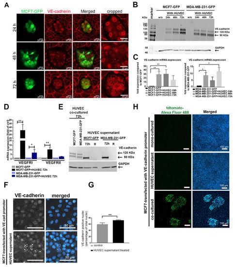 Extracellular Vesicle Transfer from Endothelial Cells Drives VE ...