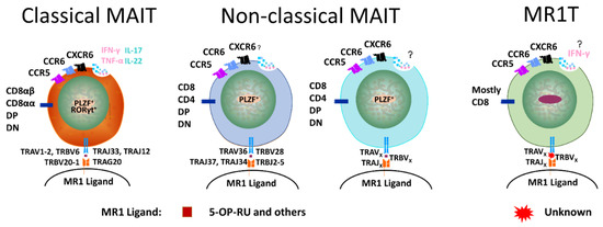 MR1-Restricted T Cells in Cancer Immunotherapy
