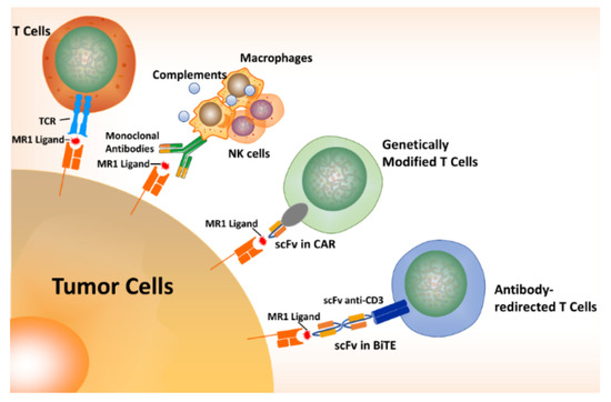 Cancers | Free Full-Text | MR1-Restricted T Cells in Cancer Immunotherapy