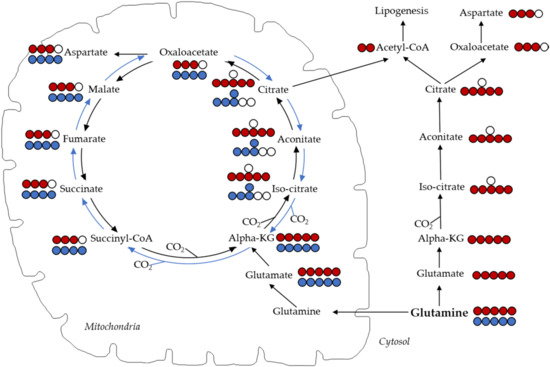 Cancers | Free Full-Text | Stable Isotope Tracing Metabolomics to Investigate the Metabolic ...
