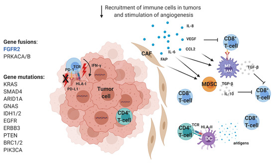 Cancers Free Full Text Molecular And Immunological Characterization