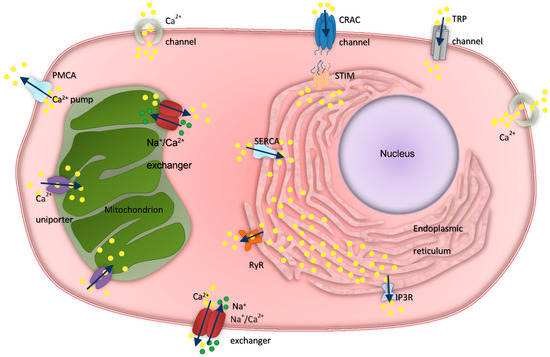 Altered Organelle Calcium Transport in Ovarian Physiology and Cancer