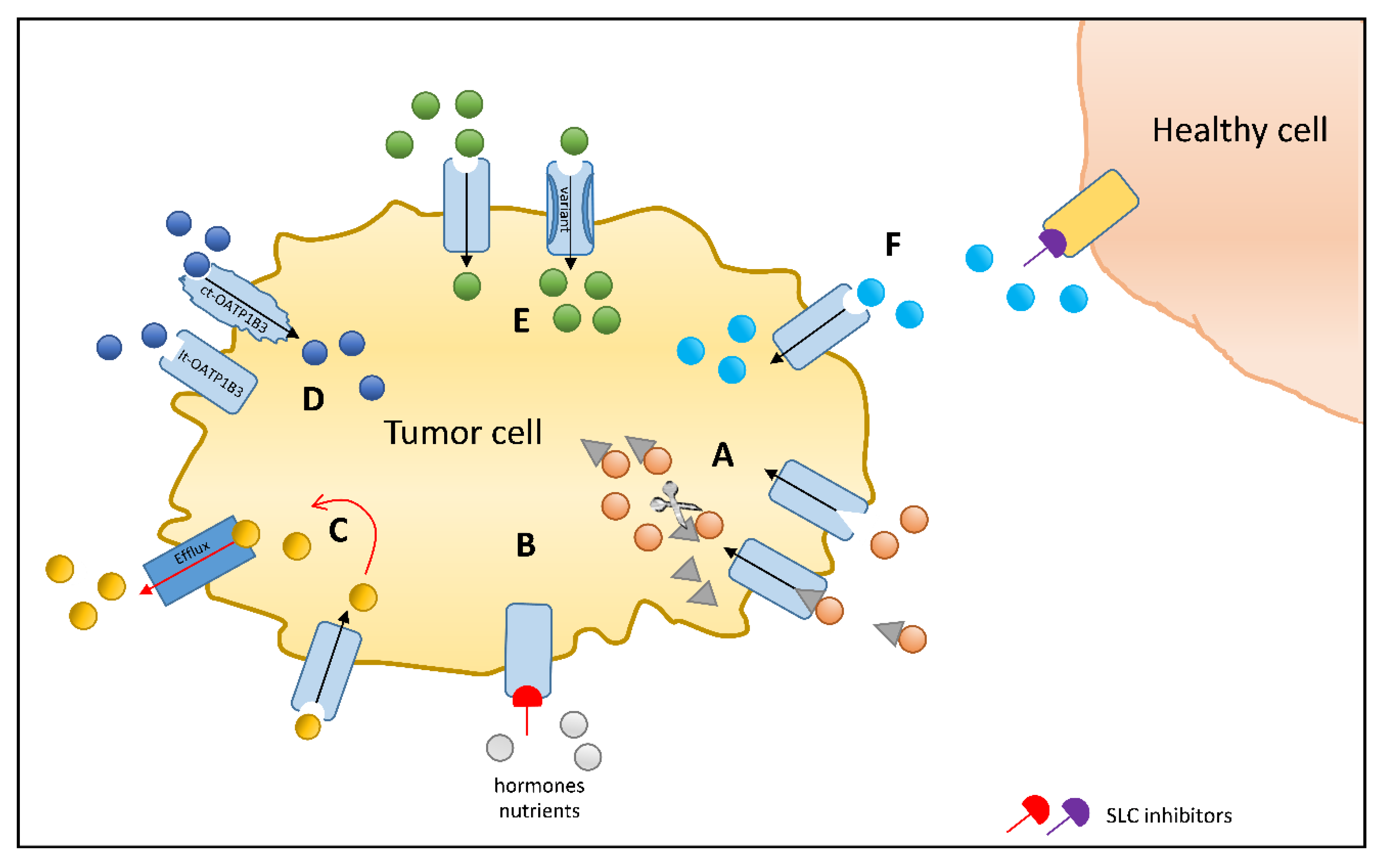 Uptake Transporters of the SLC21, SLC22A, and SLC15A Families in ...