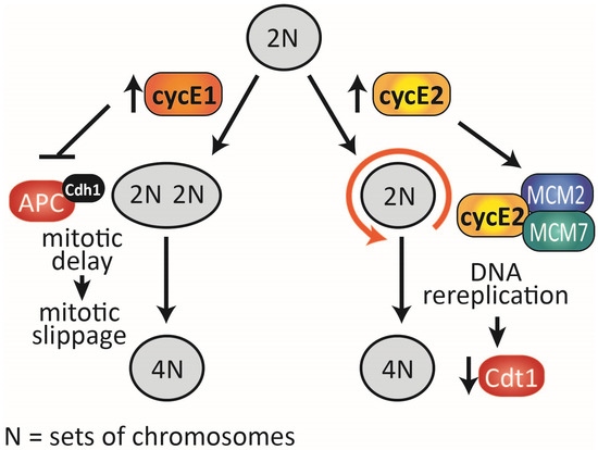 Cyclin E2 Promotes Whole Genome Doubling in Breast Cancer