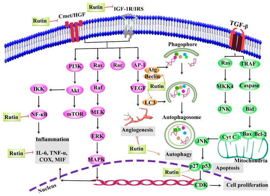 Targeting Multiple Signaling Pathways in Cancer: The Rutin Therapeutic ...