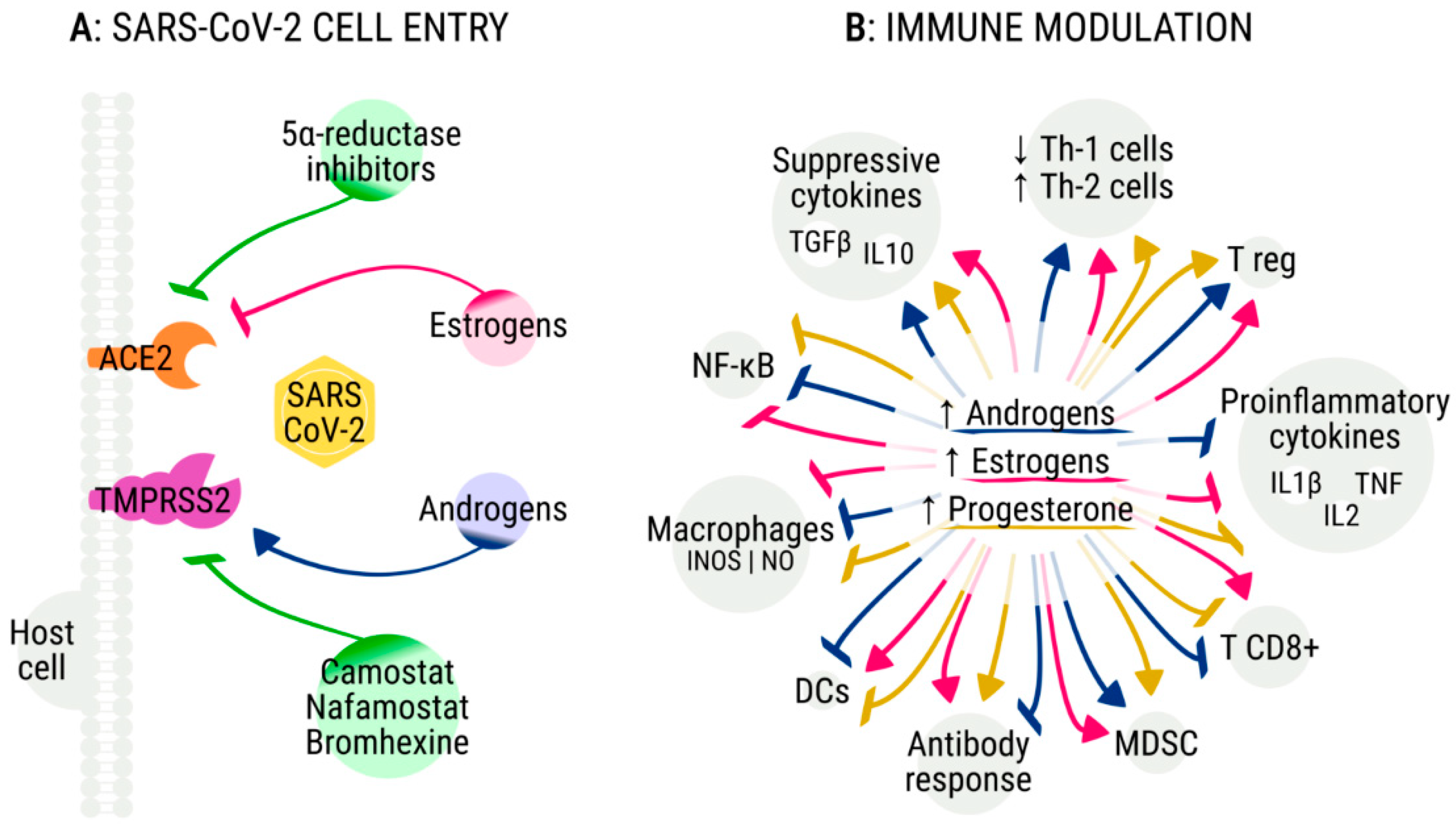 Cancers Free Full Text Sex Hormones And Hormone Therapy During