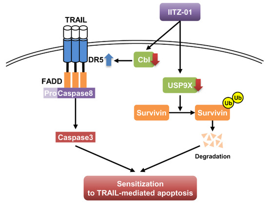 Upregulation of DR5 and Downregulation of Survivin by IITZ-01 ...