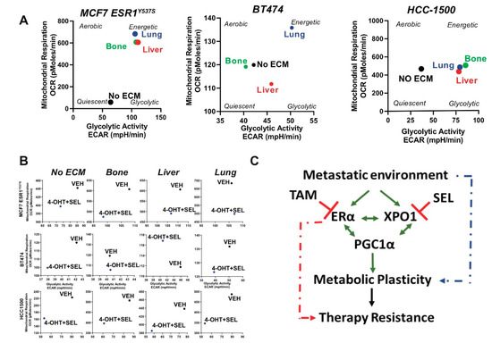 Combined Targeting of Estrogen Receptor Alpha and Exportin 1 in ...