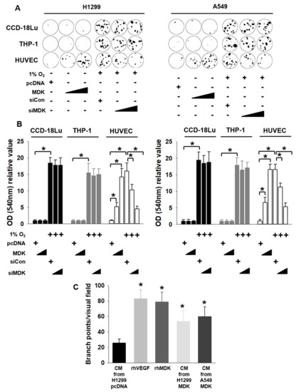 Midkine Is a Potential Therapeutic Target of Tumorigenesis ...