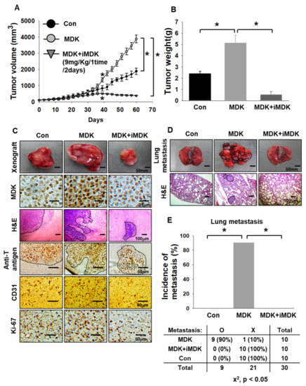 Midkine Is a Potential Therapeutic Target of Tumorigenesis ...