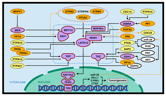 Interaction of the Hippo Pathway and Phosphatases in Tumorigenesis