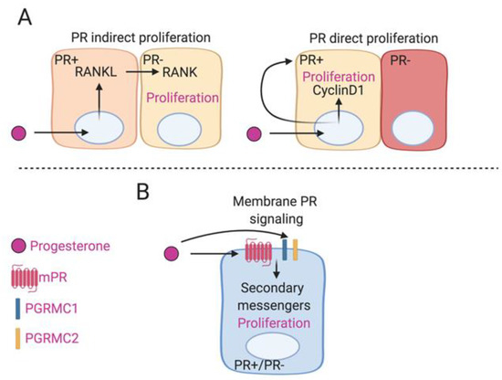 Classical and Non-Classical Progesterone Signaling in Breast Cancers