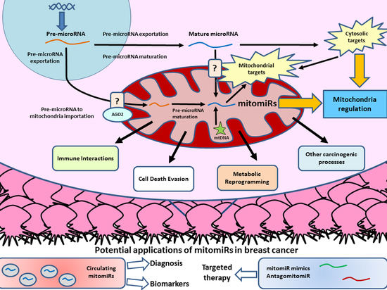Cancers | Free Full-Text | The Regulatory Role of Mitochondrial ...