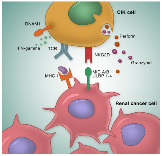 Clinical Studies Applying Cytokine-Induced Killer Cells for the ...
