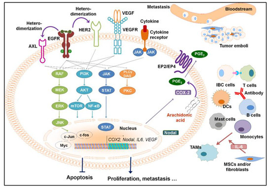 Targeting Signaling Pathways in Inflammatory Breast Cancer