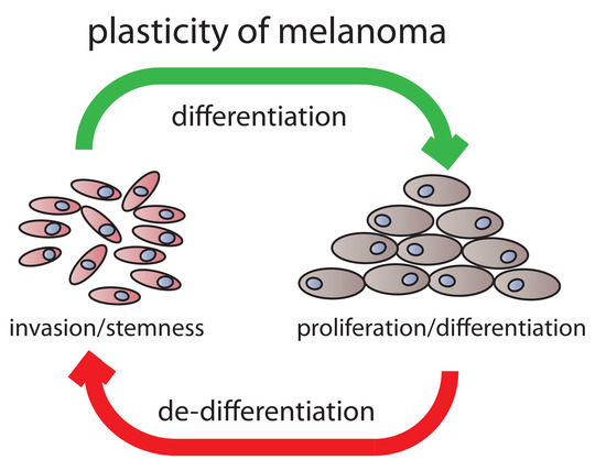 Cancers | Free Full-Text | Insights into Differentiation of Melanocytes ...