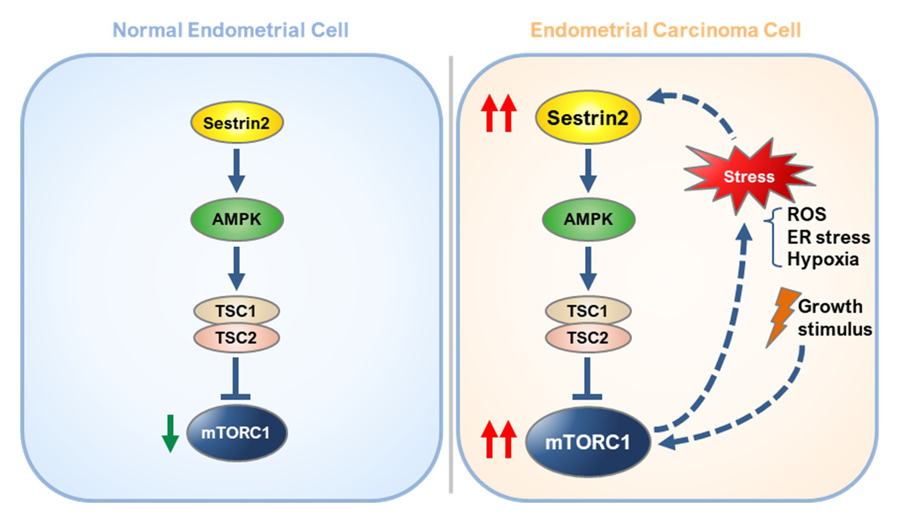 Cancers | Free Full-Text | mTOR-Dependent Role of Sestrin2 in ...