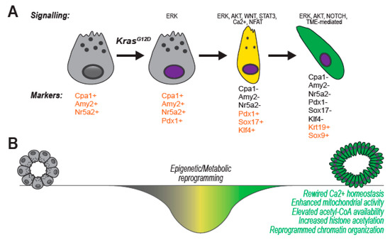 Organotypic Culture of Acinar Cells for the Study of Pancreatic Cancer ...