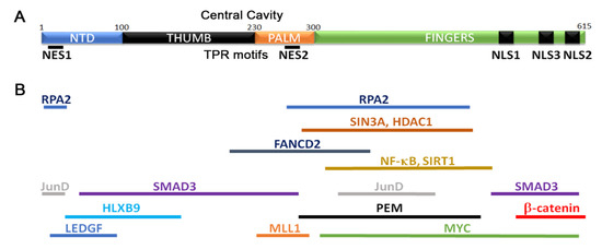 Comprehensive Analysis of MEN1 Mutations and Their Role in Cancer