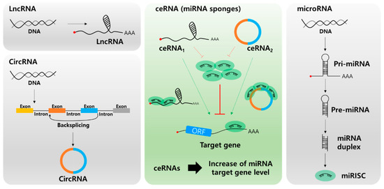 Epigenetic Associations between lncRNA/circRNA and miRNA in Hepatocellular Carcinoma