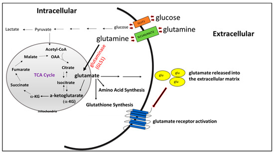 Metabolic Signaling Cascades Prompted by Glutaminolysis in Cancer