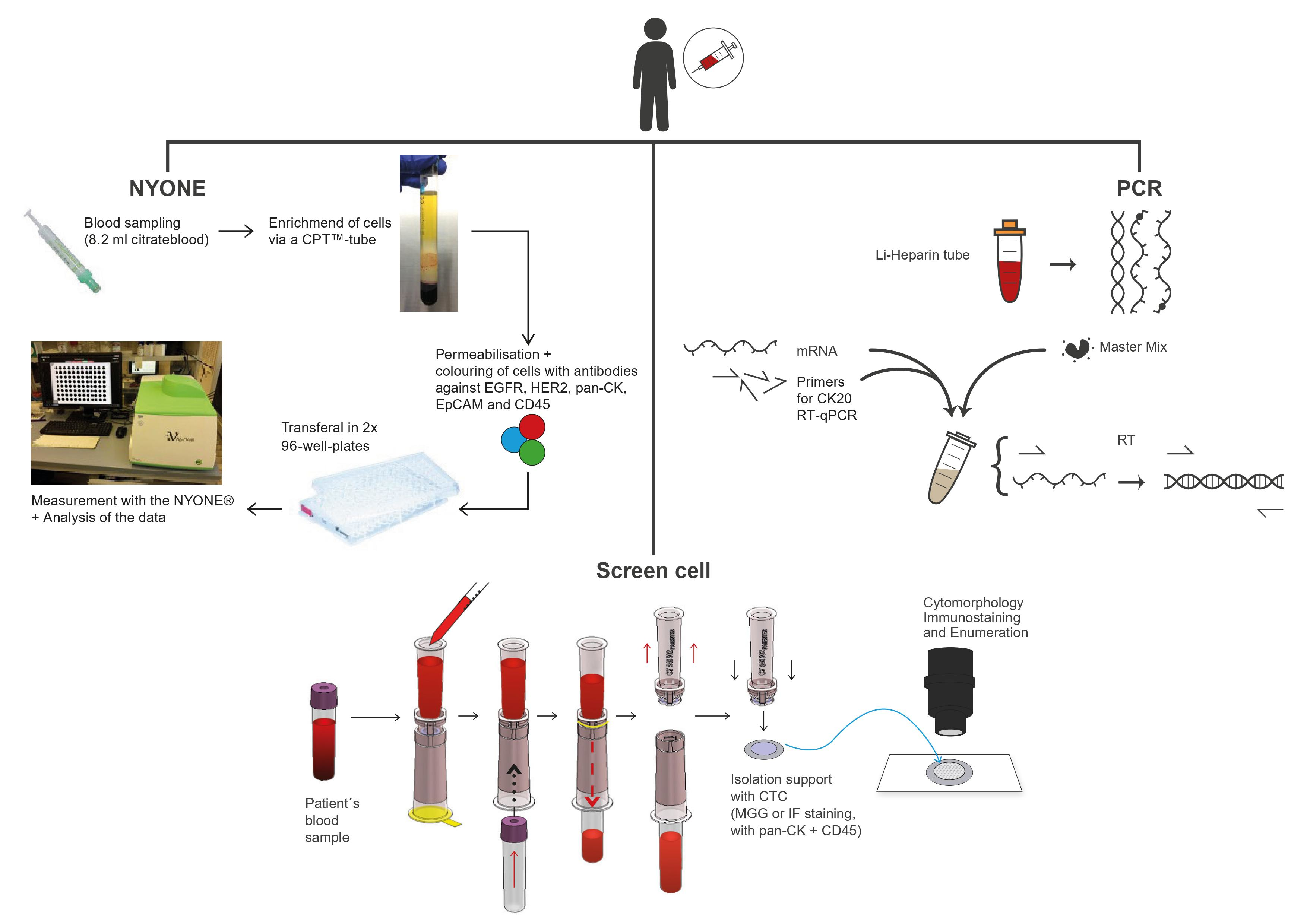 Cancers | Free Full-Text | Isolation and Enumeration of CTC in ...