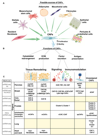 Cancer-Associated Fibroblasts: Versatile Players in the Tumor ...