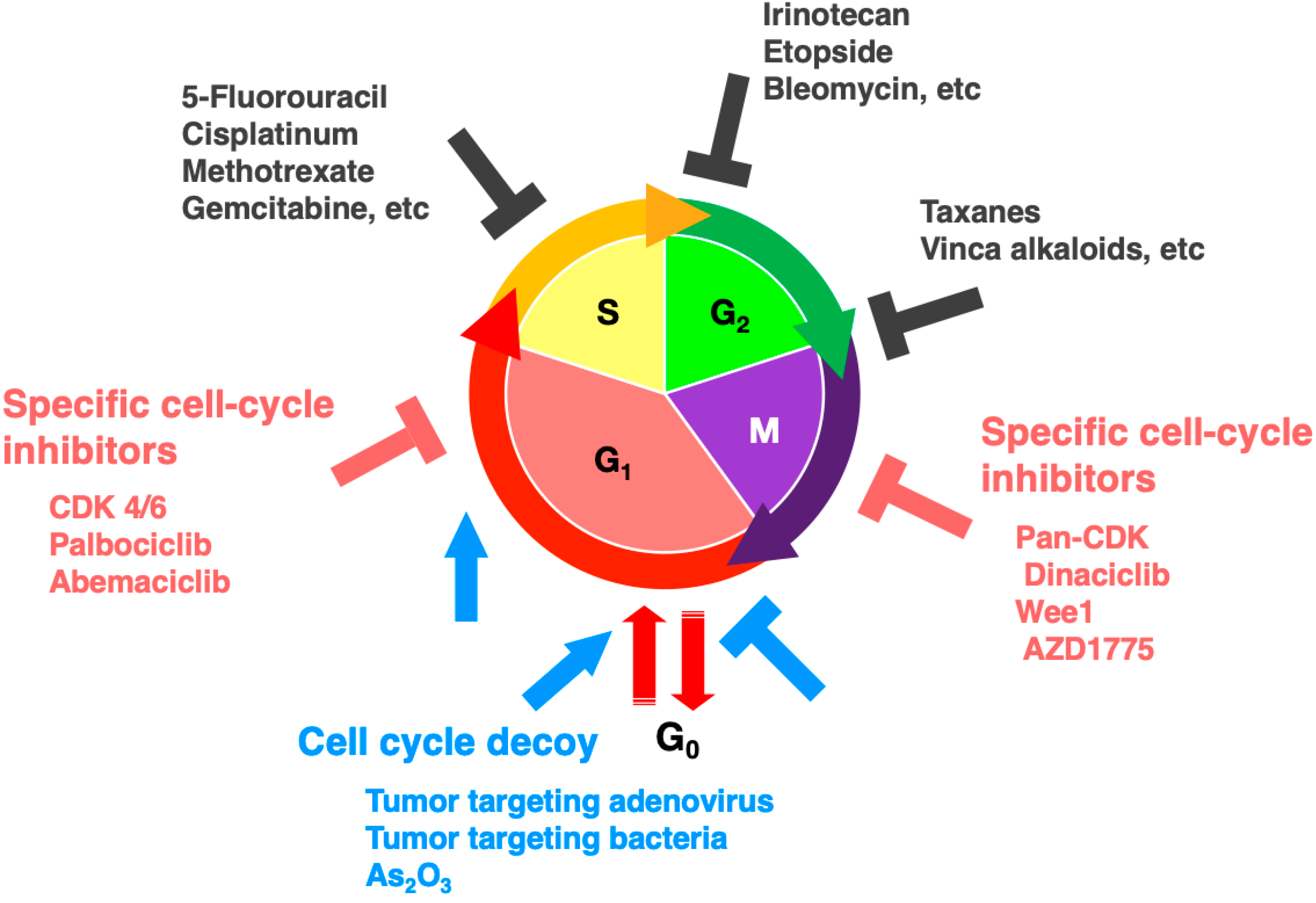 Cancers Free Full Text Fucci Real Time Cell Cycle Imaging As A