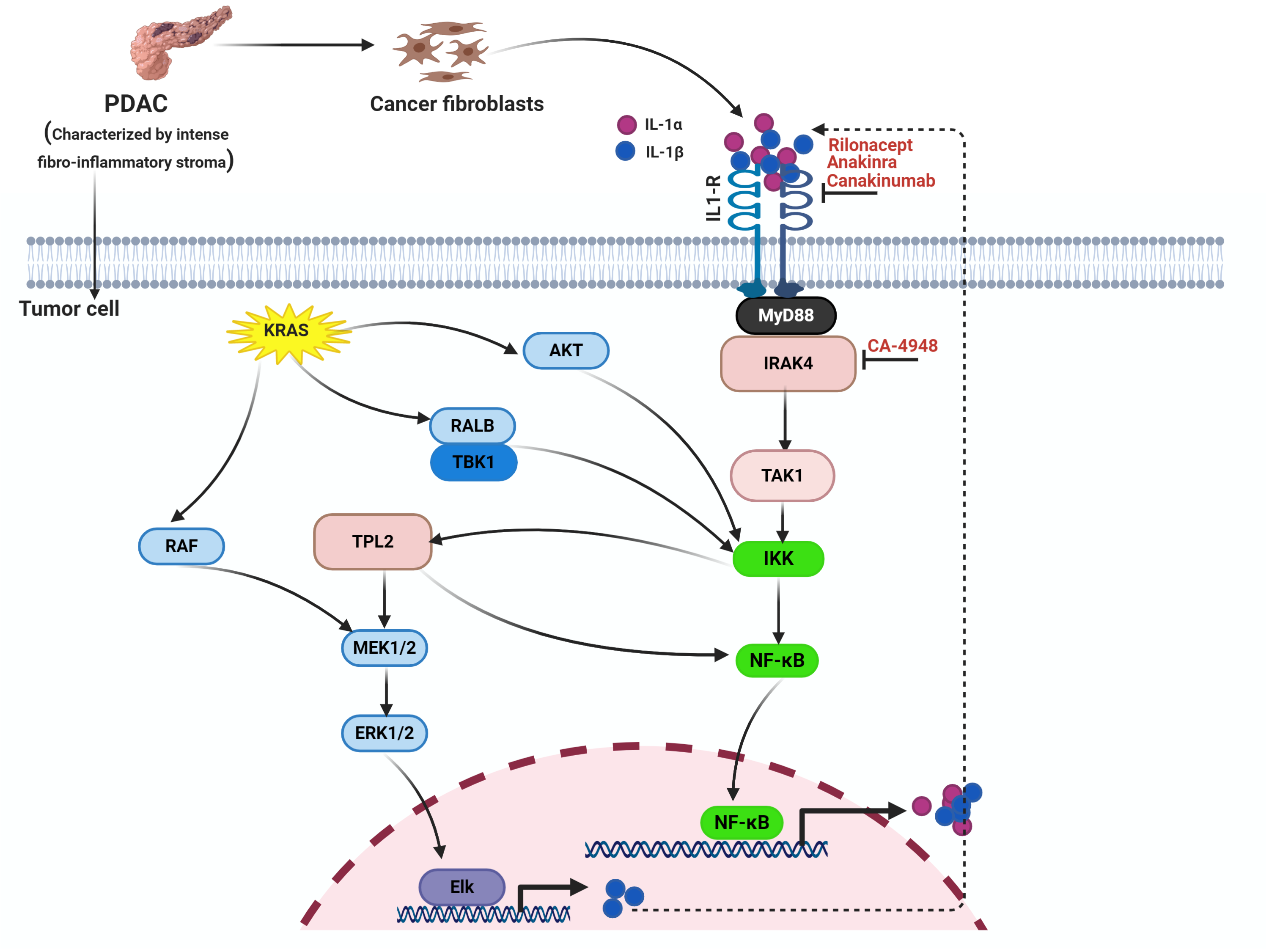Cancers | Free Full-Text | Deciphering the Role of Innate Immune NF-ĸB ...