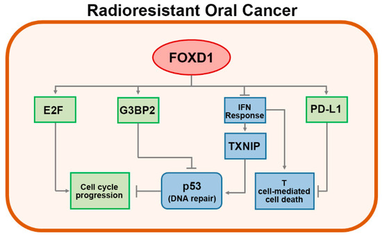 FOXD1 Repression Potentiates Radiation Effectiveness by Downregulating ...
