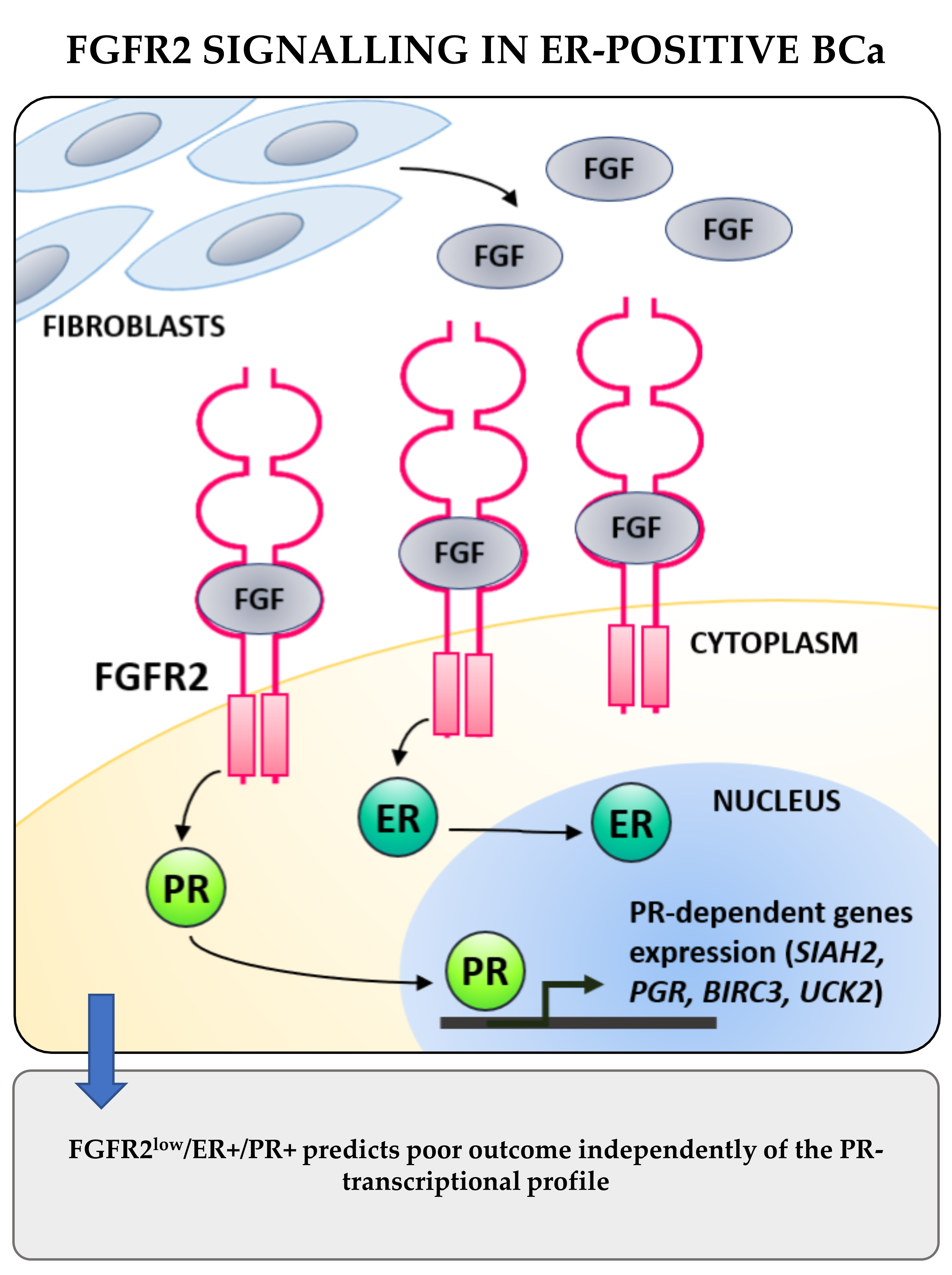 Cancers | Free Full-Text | Hormonal Receptor Status Determines ...