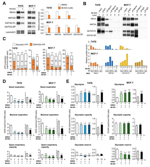 Menin and Menin-Associated Proteins Coregulate Cancer Energy Metabolism