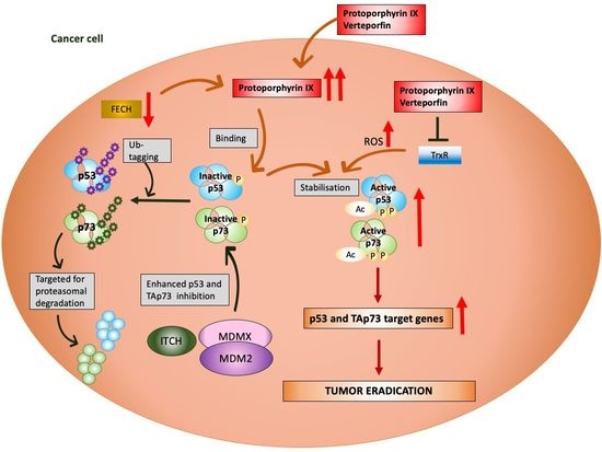 Cancers | Special Issue : The Role of p53 Family in Cancer