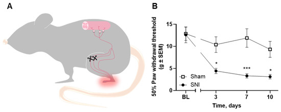 Modulation of Rat Cancer-Induced Bone Pain is Independent of Spinal ...
