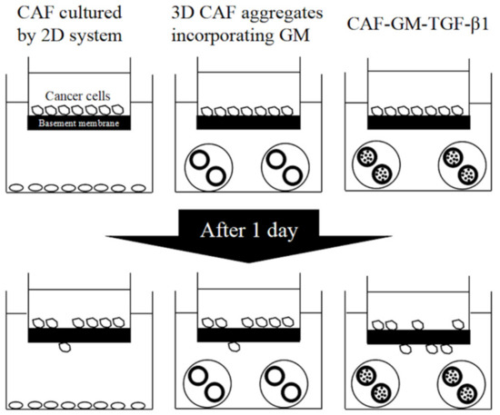 Three-Dimensional Culture System of Cancer Cells Combined with ...