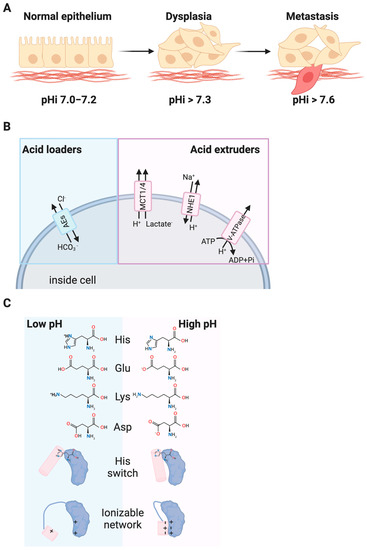 Cancer and pH Dynamics: Transcriptional Regulation, Proteostasis, and ...