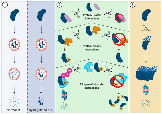 Cancer and pH Dynamics: Transcriptional Regulation, Proteostasis, and ...
