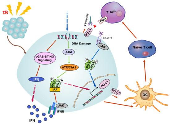 Radiotherapy-Mediated Immunomodulation and Anti-Tumor Abscopal Effect ...