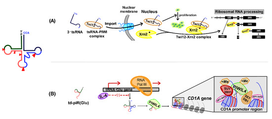 tRNA-Derived Small RNAs: Novel Epigenetic Regulators