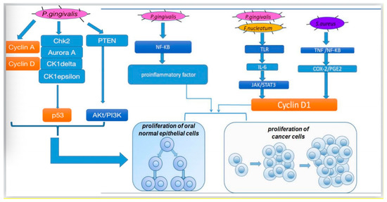 Role of Oral Bacteria in the Development of Oral Squamous Cell Carcinoma