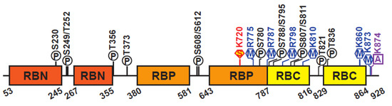 Cancers | Free Full-Text | Retinoblastoma Tumor Suppressor Protein ...
