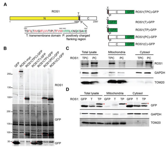 Mitochondrial ROS1 Increases Mitochondrial Fission and Respiration in ...