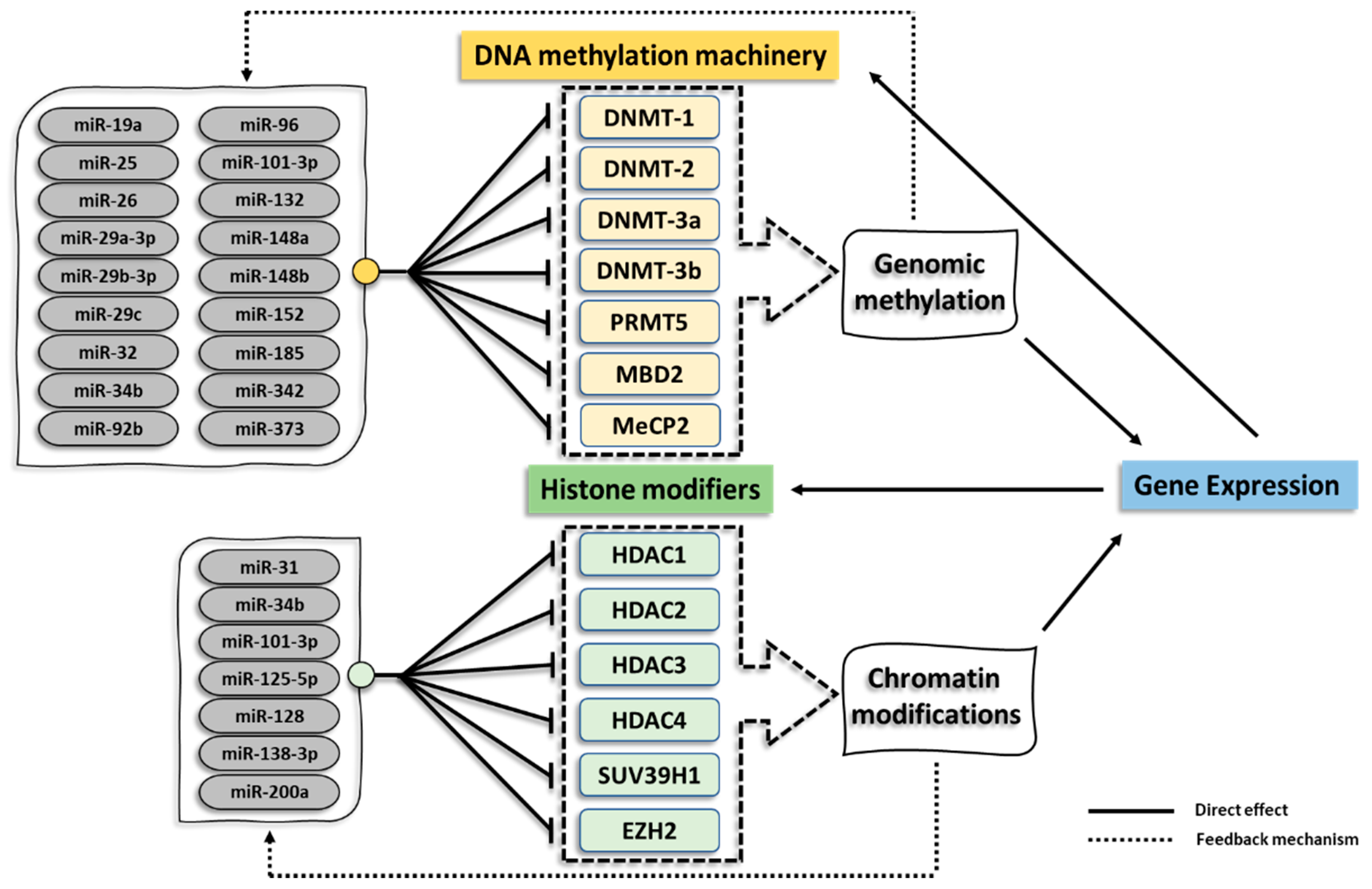 Regulatory Mechanisms of Epigenetic miRNA Relationships in Human Cancer ...