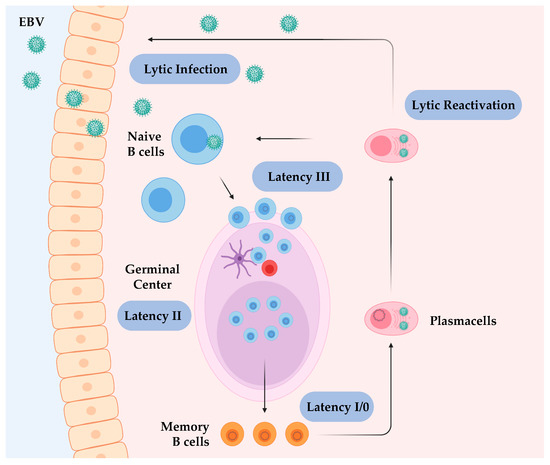 Epstein–Barr Virus Promotes B Cell Lymphomas by Manipulating the Host ...