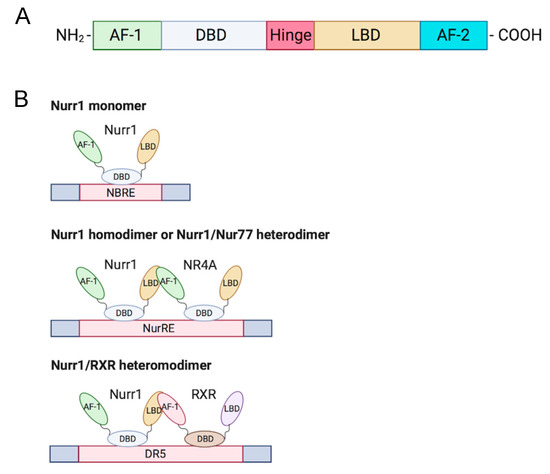 Role of Nurr1 in Carcinogenesis and Tumor Immunology: A State of the ...