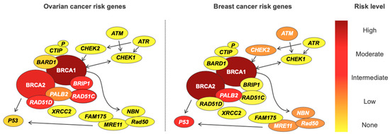 Cancers | Free Full-Text | Rare Germline Genetic Variants and the Risks ...