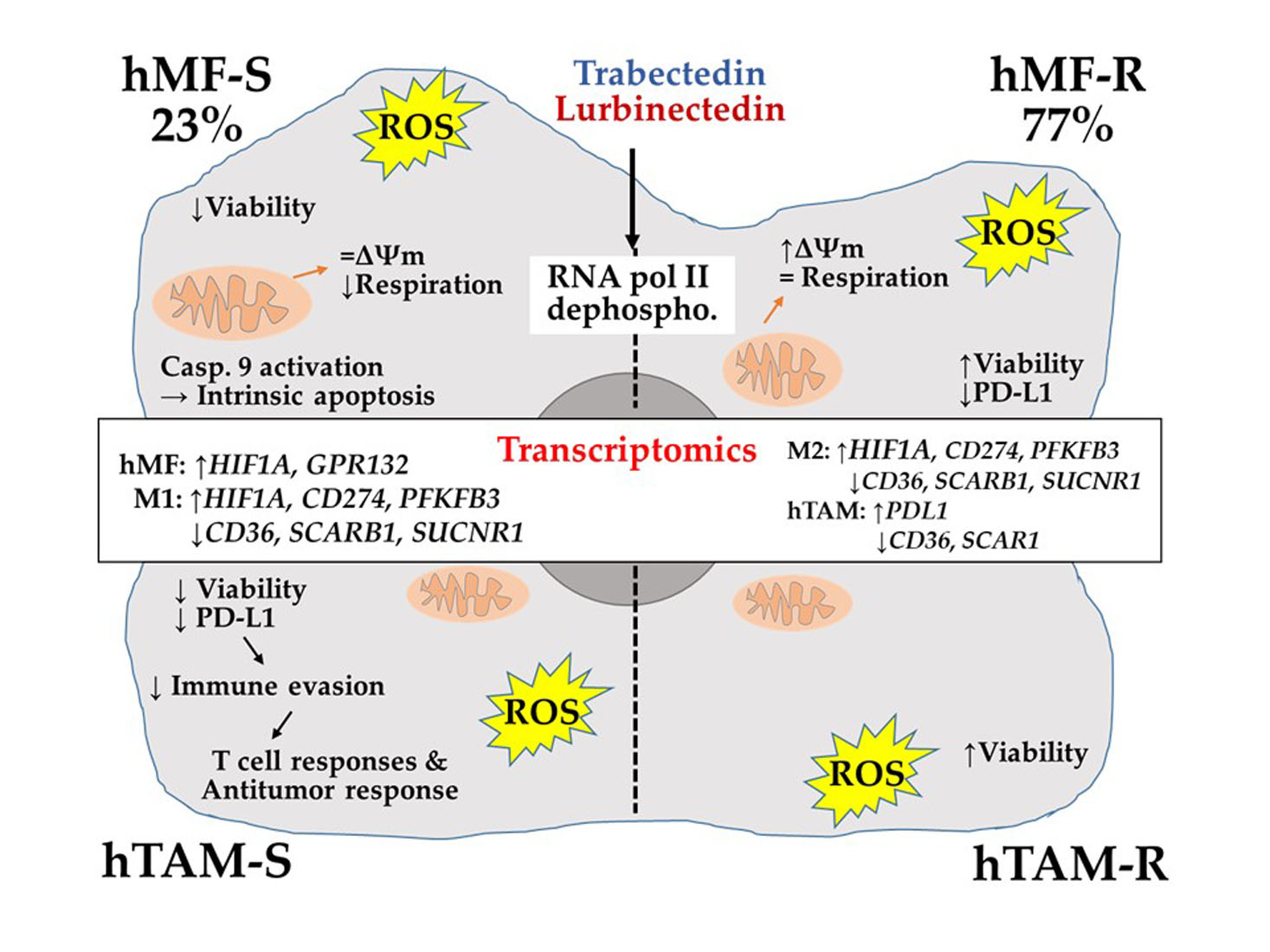 Cancers | Free Full-Text | Specific Effects of Trabectedin and ...