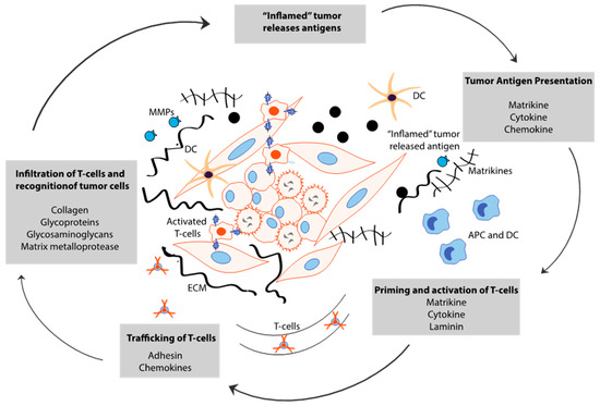 Therapy Resistance, Cancer Stem Cells and ECM in Cancer: The Matrix ...