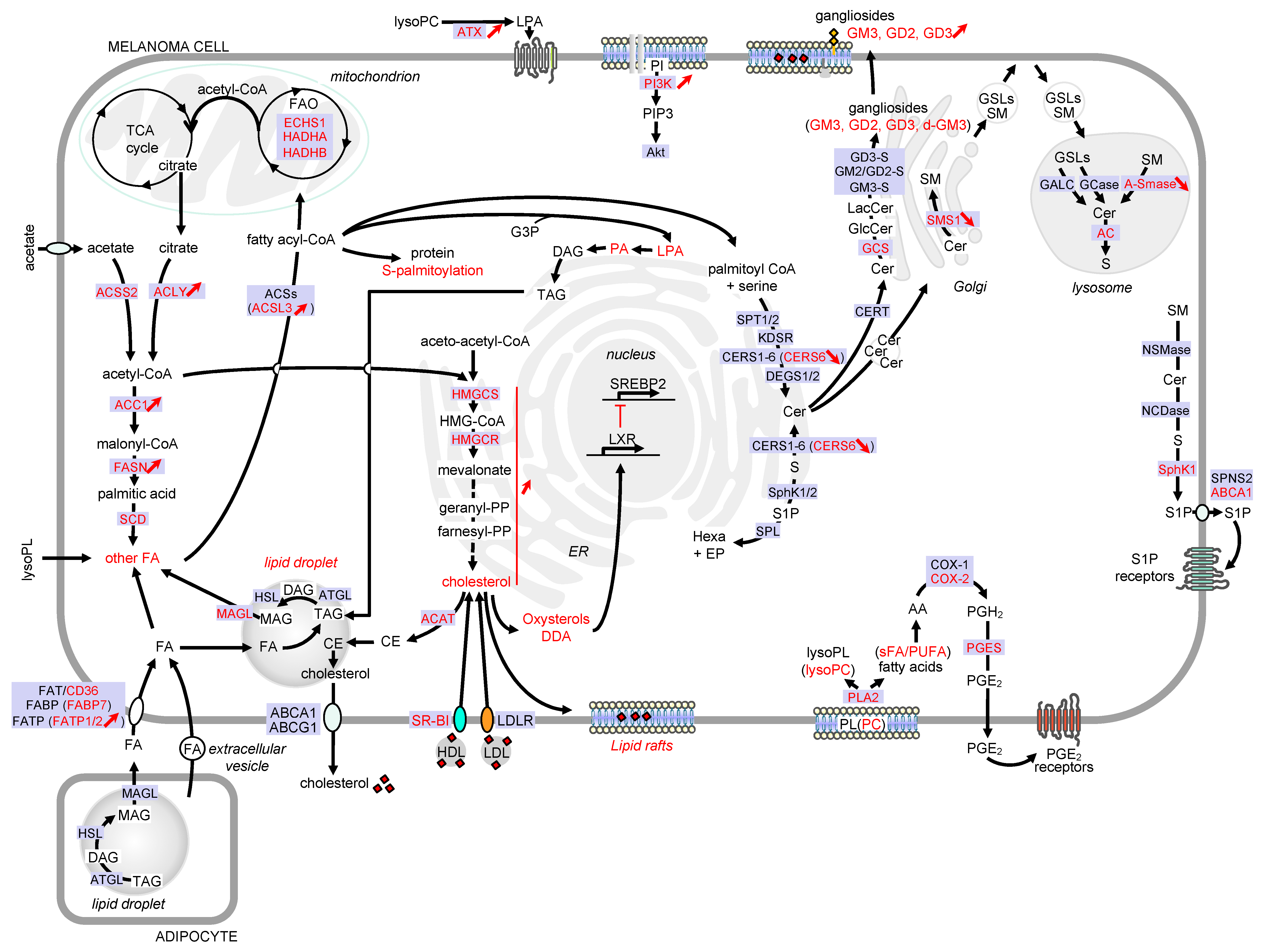 Cancers | Free Full-Text | Lipid metabolic Reprogramming: Role in ...